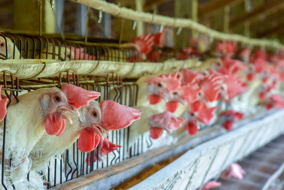 Gilso Hoffmann | Liva Ovos